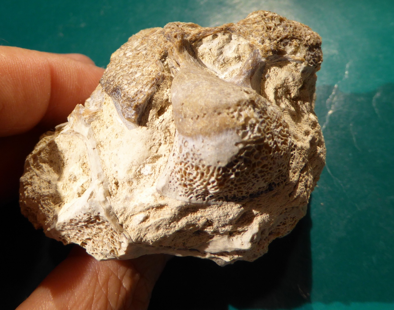 California Miocene Bone - Fossil ID - The Fossil Forum