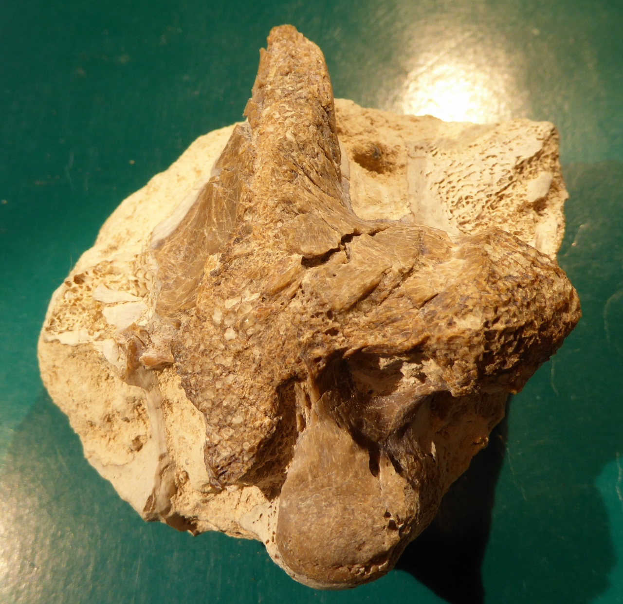 California Miocene Bone - Fossil ID - The Fossil Forum