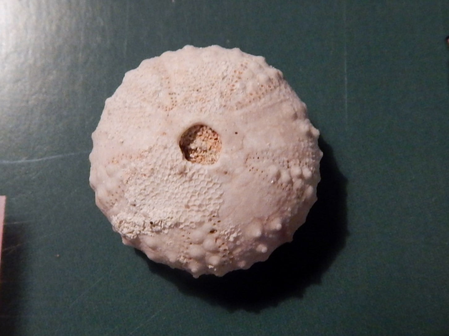 regular echinoid - Echinoids - The Fossil Forum