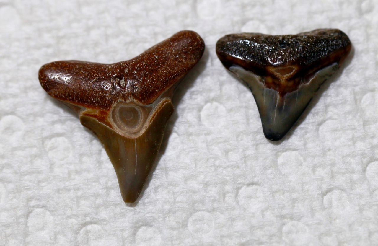 shark teeth- one old, one new - Fossil ID - The Fossil Forum
