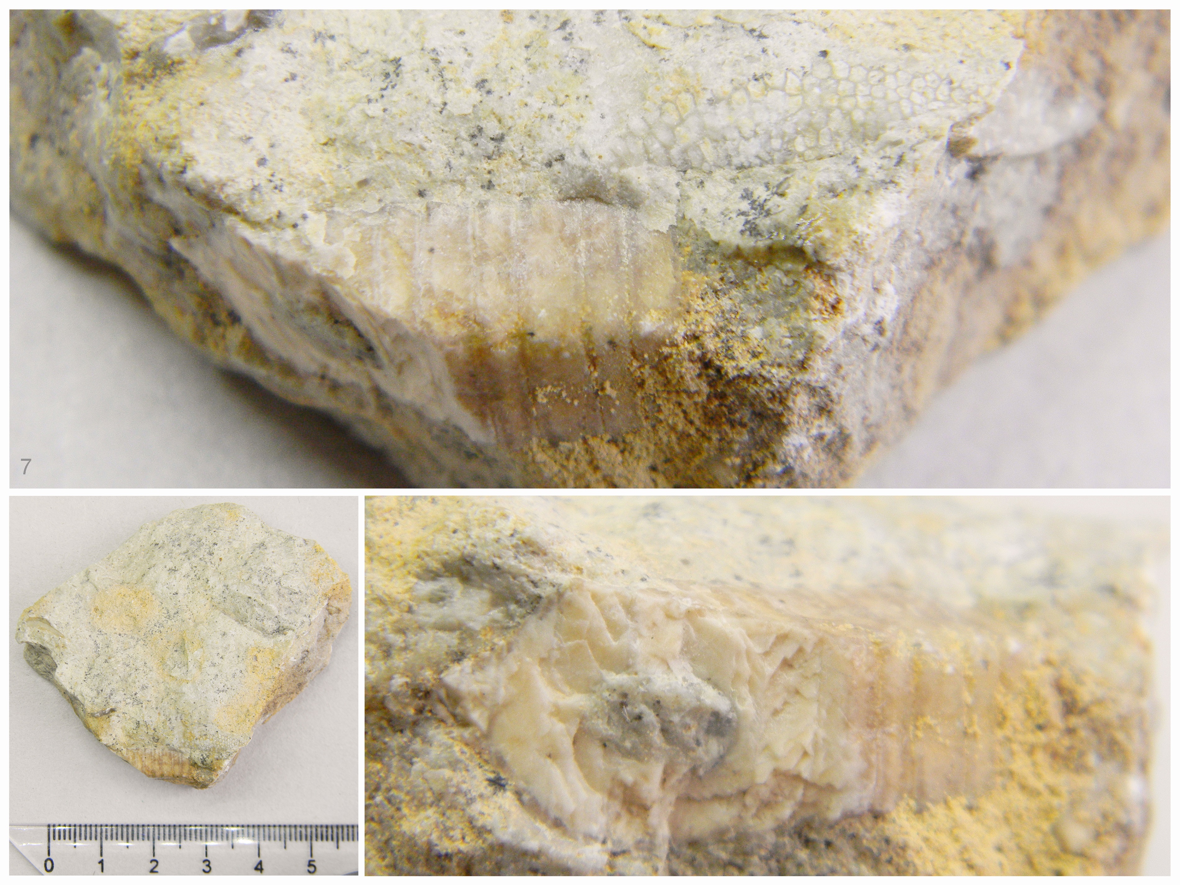 Help ID - Fossil ID - The Fossil Forum