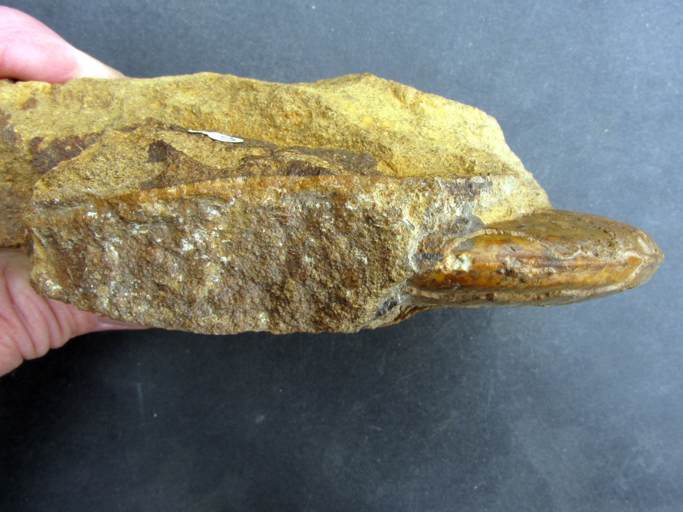 Graphoceras (Lucya) cavatum (Buckman 1902) - Ammonoids - The Fossil Forum
