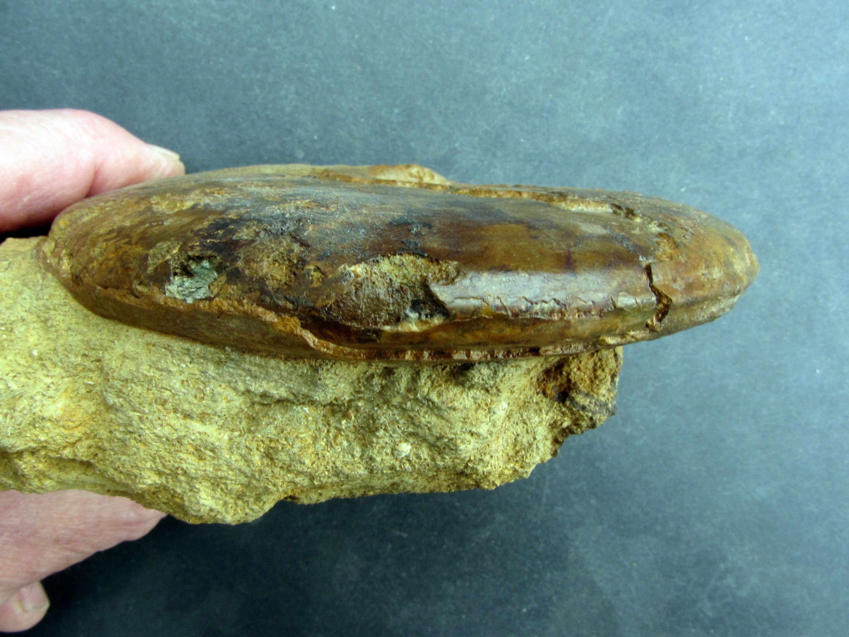 Graphoceras (Lucya) cavatum (Buckman 1902) - Ammonoids - The Fossil Forum