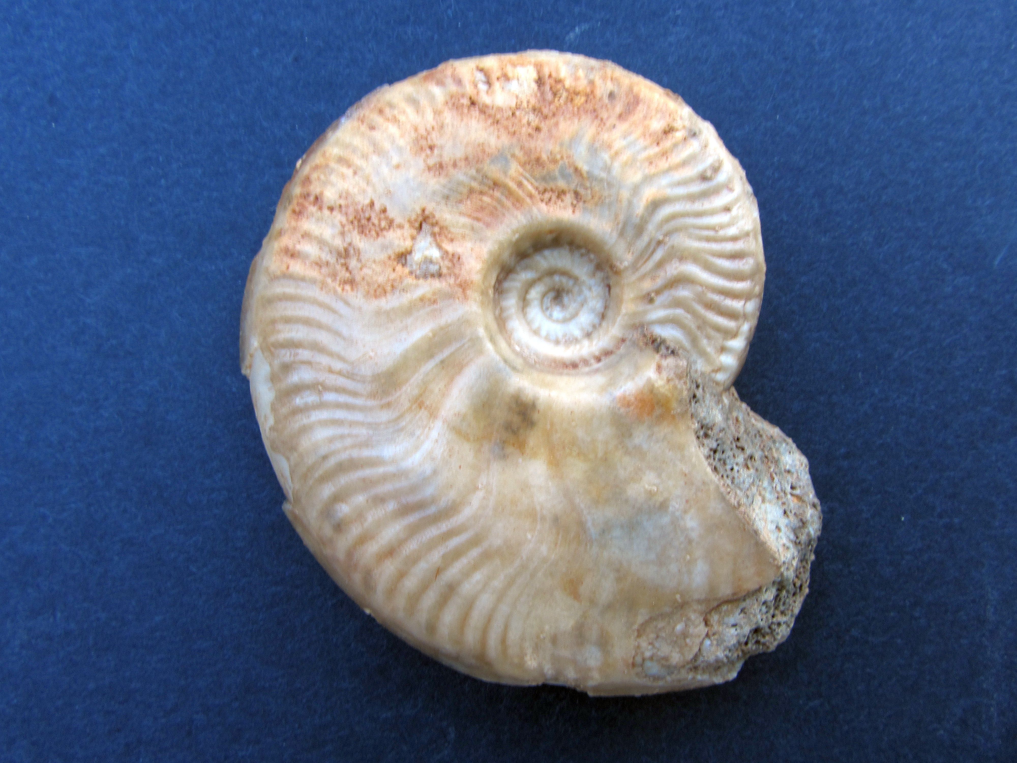 Graphoceras (Graphoceras) decorum (Buckman 1904) - Ammonoids - The ...