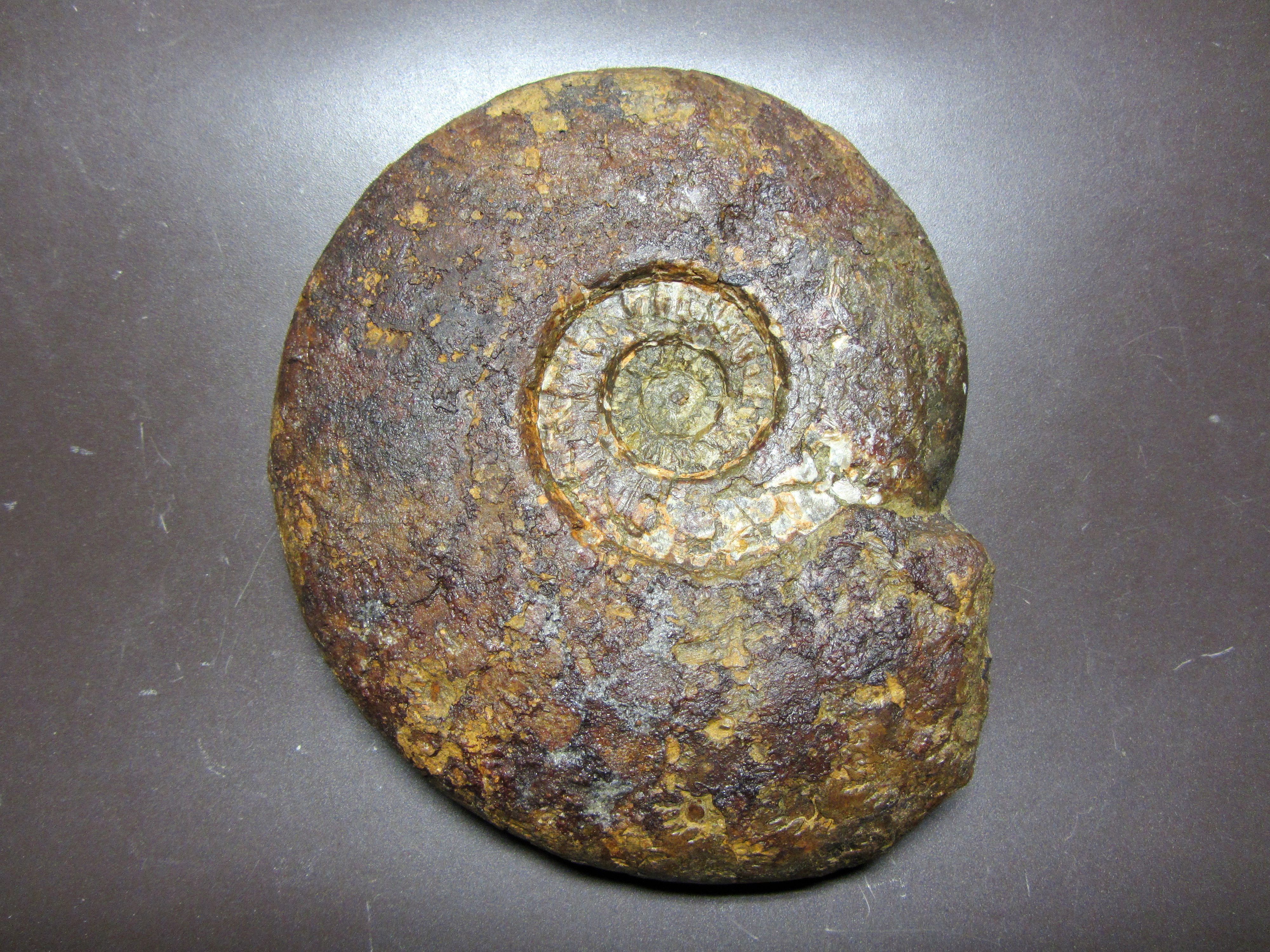 Graphoceras (Platygraphoceras) apertum (Buckman 1888) - Ammonoids - The ...