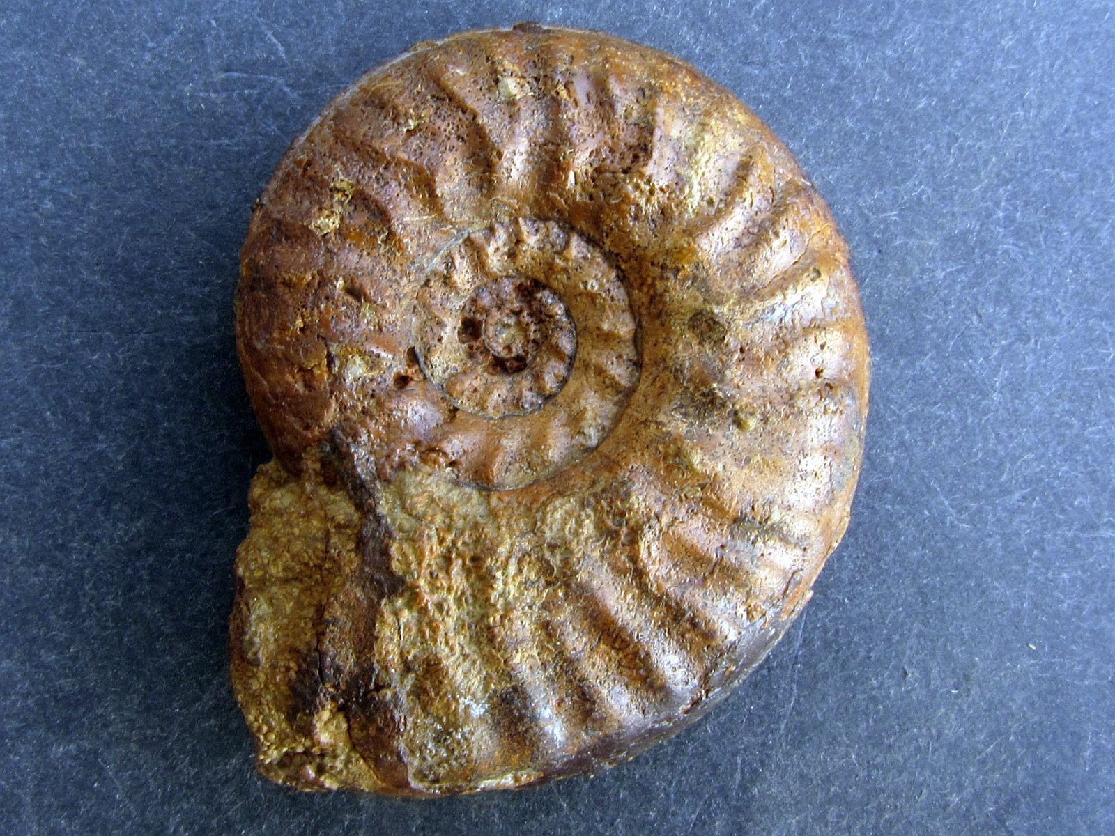 Graphoceras (Ludwigella) rudis (Buckman 1889) - Ammonoids - The Fossil ...