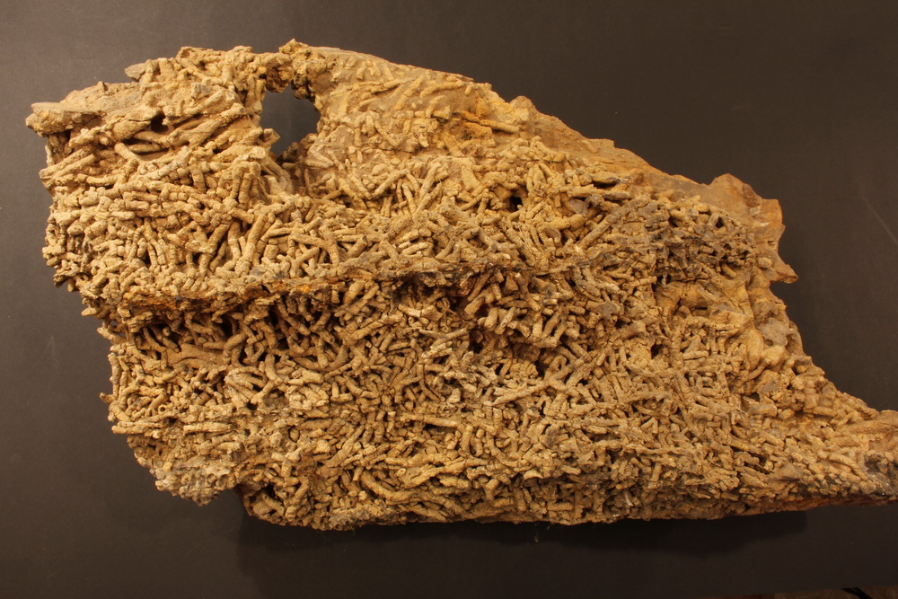 Bryozoan Fossil ?? - Fossil ID - The Fossil Forum