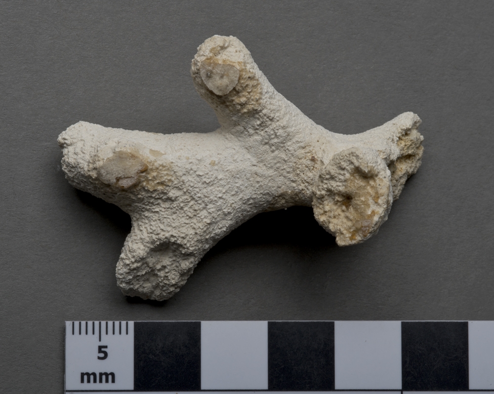 fossilised femur ID help - Fossil ID - The Fossil Forum
