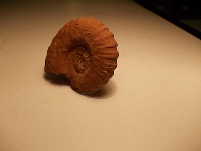 ammonite classification - Fossil ID - The Fossil Forum