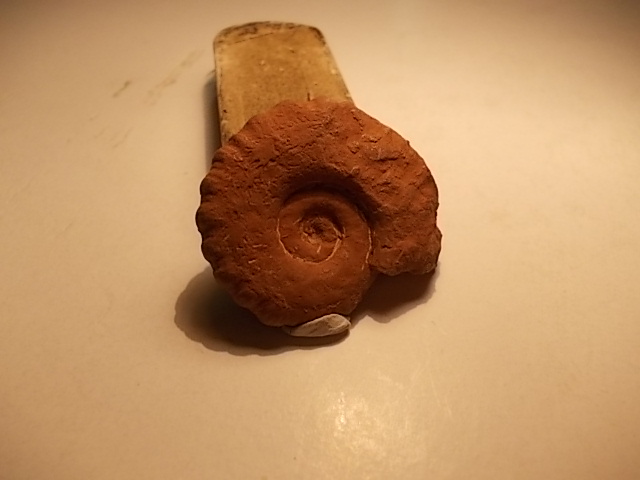 ammonite classification - Fossil ID - The Fossil Forum