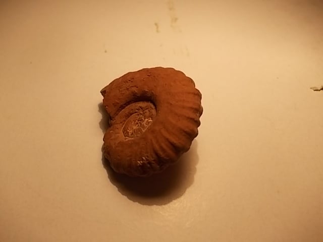 ammonite classification - Fossil ID - The Fossil Forum