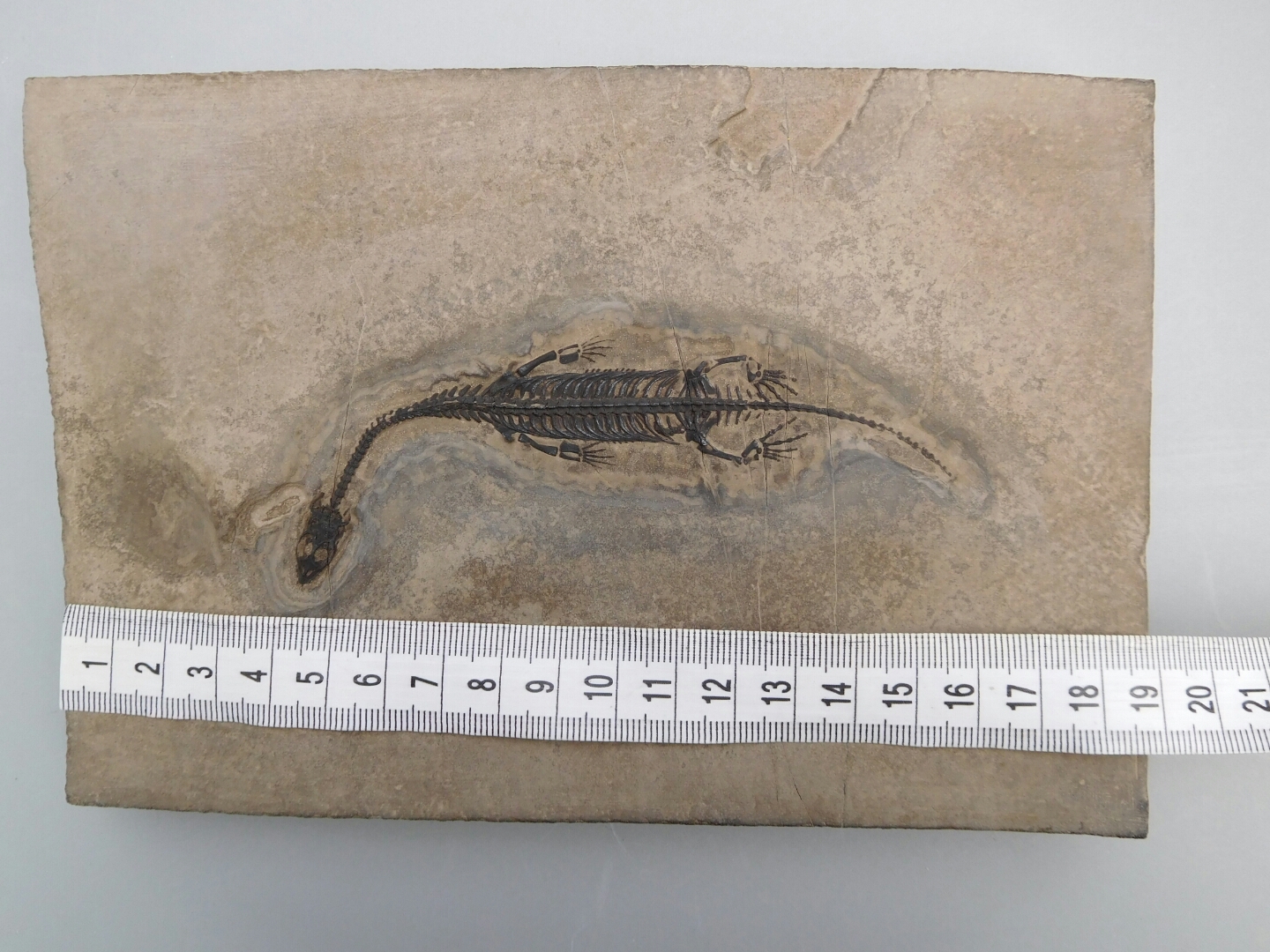 Keichousaurus Collection - Member Collections - The Fossil Forum