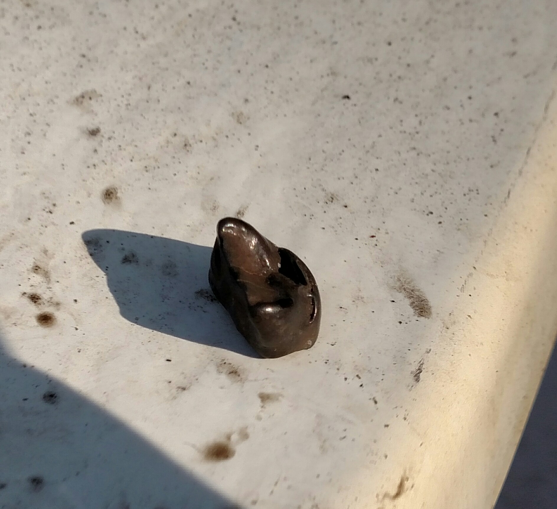 Unknown from the peace river - Fossil ID - The Fossil Forum
