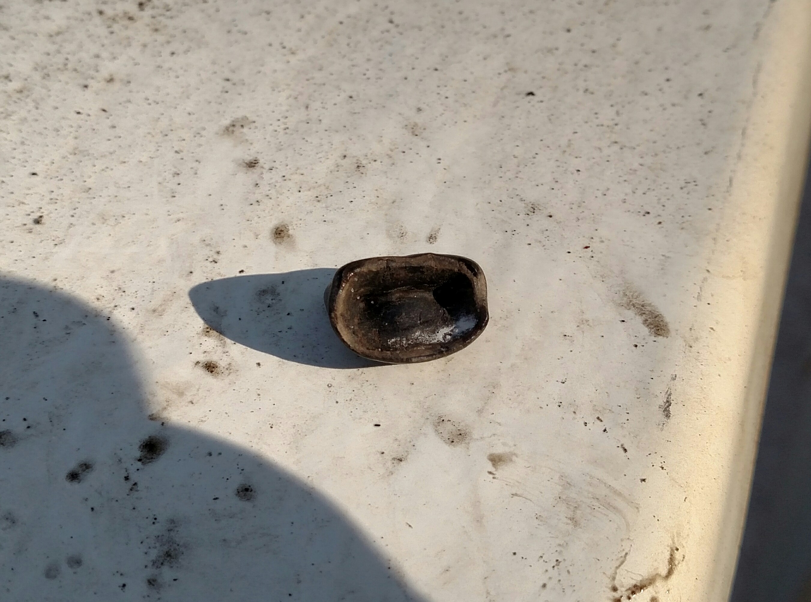 Unknown from the peace river - Fossil ID - The Fossil Forum