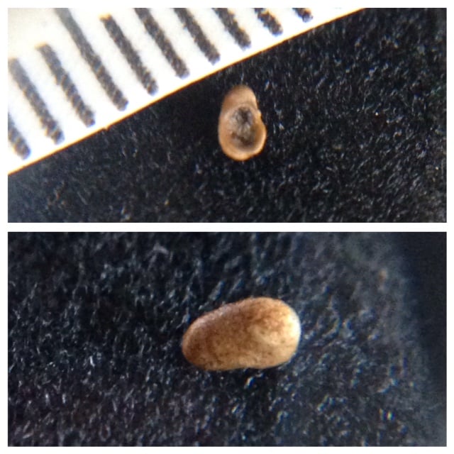 Microfossils...foraminifera and ostracod - Micro-paleontology - The ...