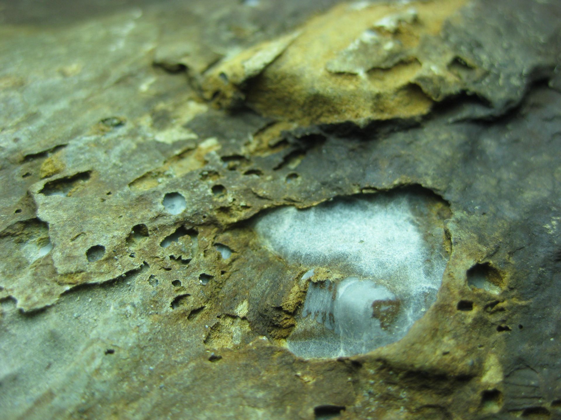 Stalked Echinoderm - Fossil ID - The Fossil Forum