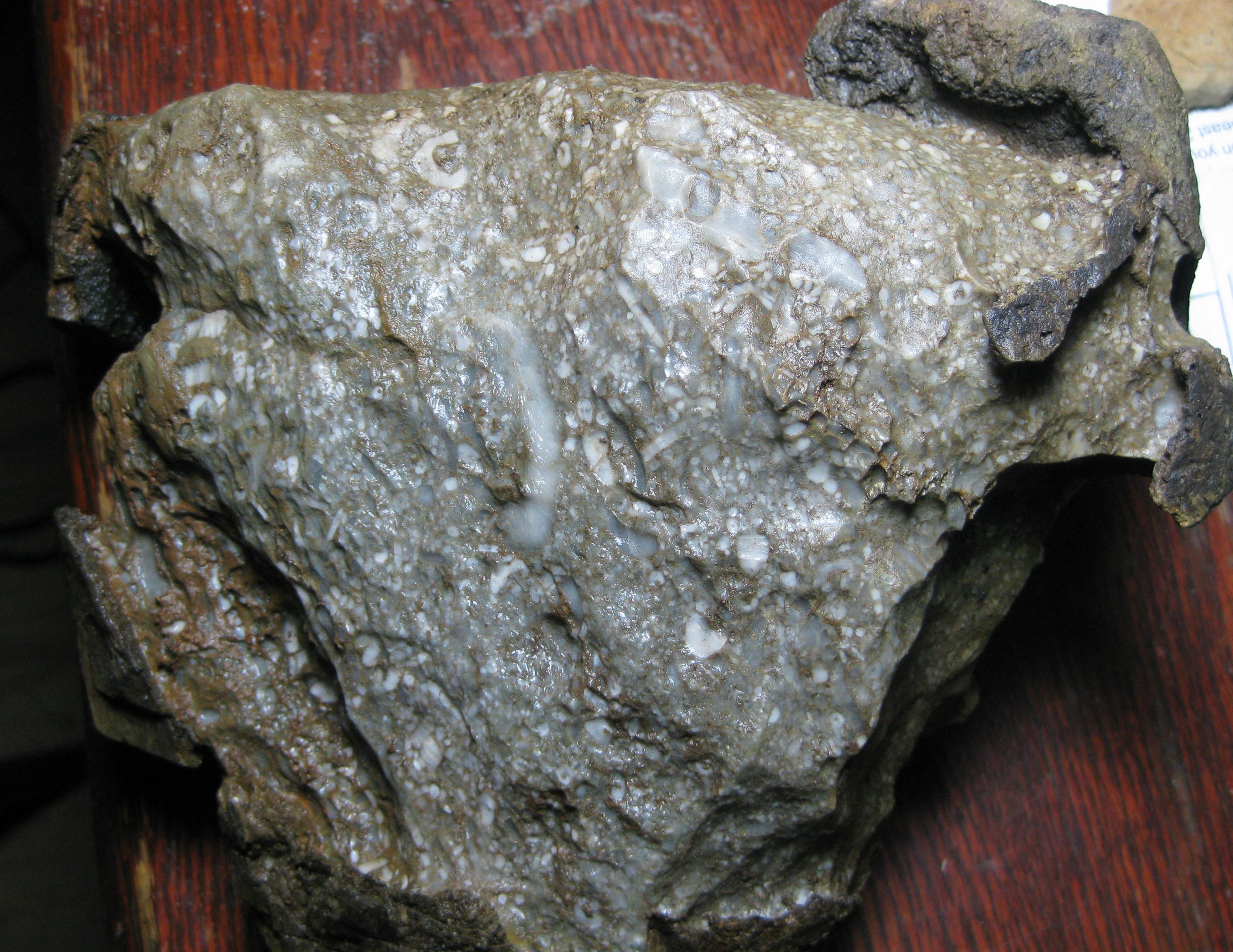 Stalked Echinoderm - Fossil ID - The Fossil Forum
