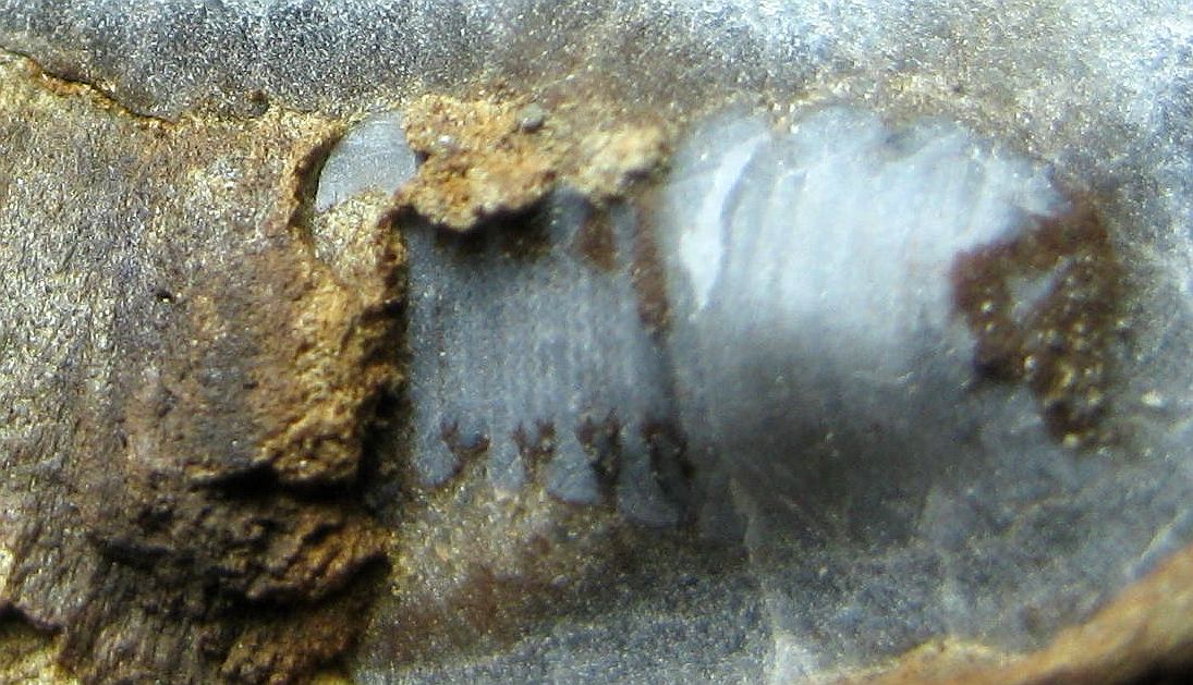 Stalked Echinoderm - Fossil ID - The Fossil Forum