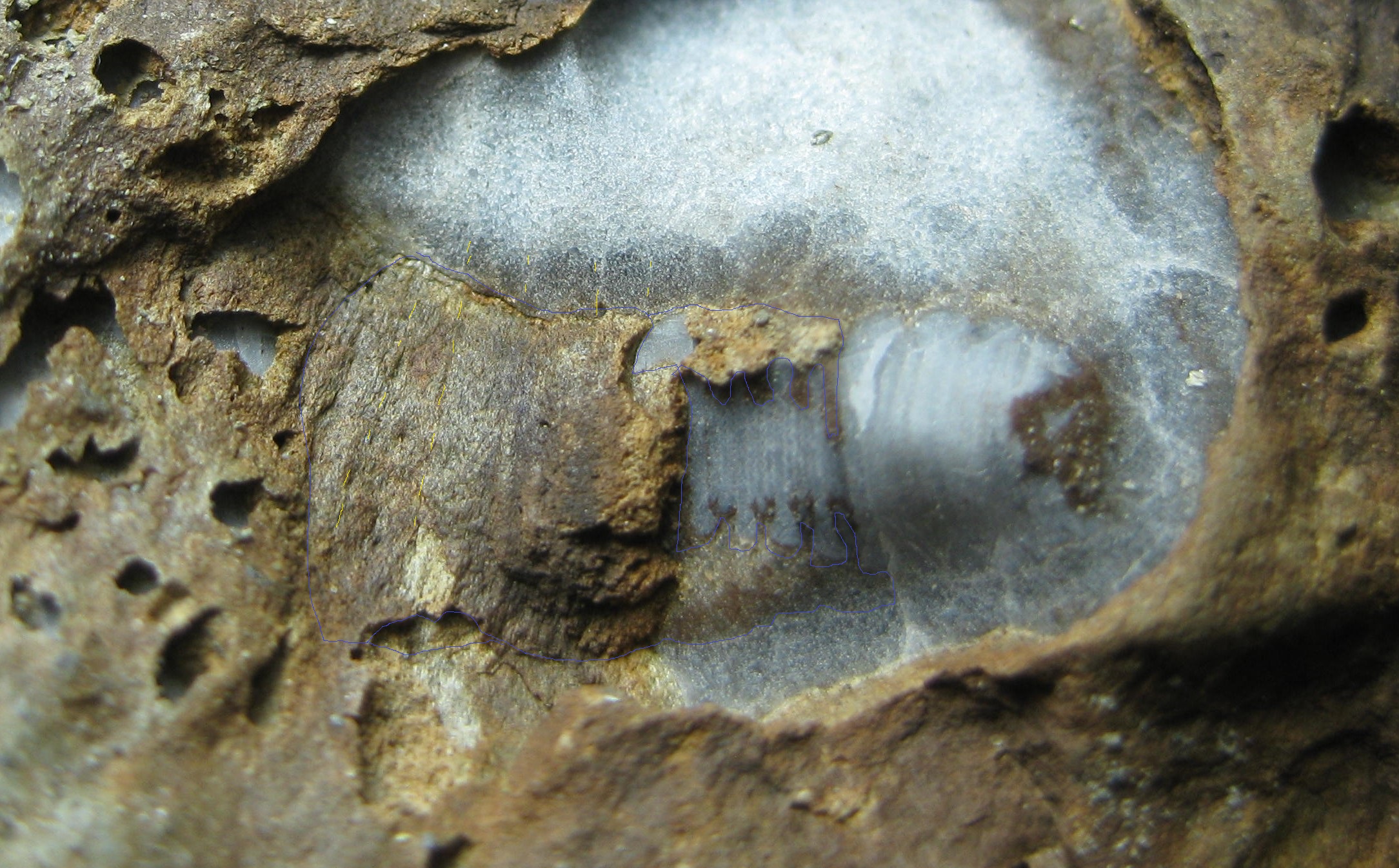 Stalked Echinoderm - Fossil ID - The Fossil Forum