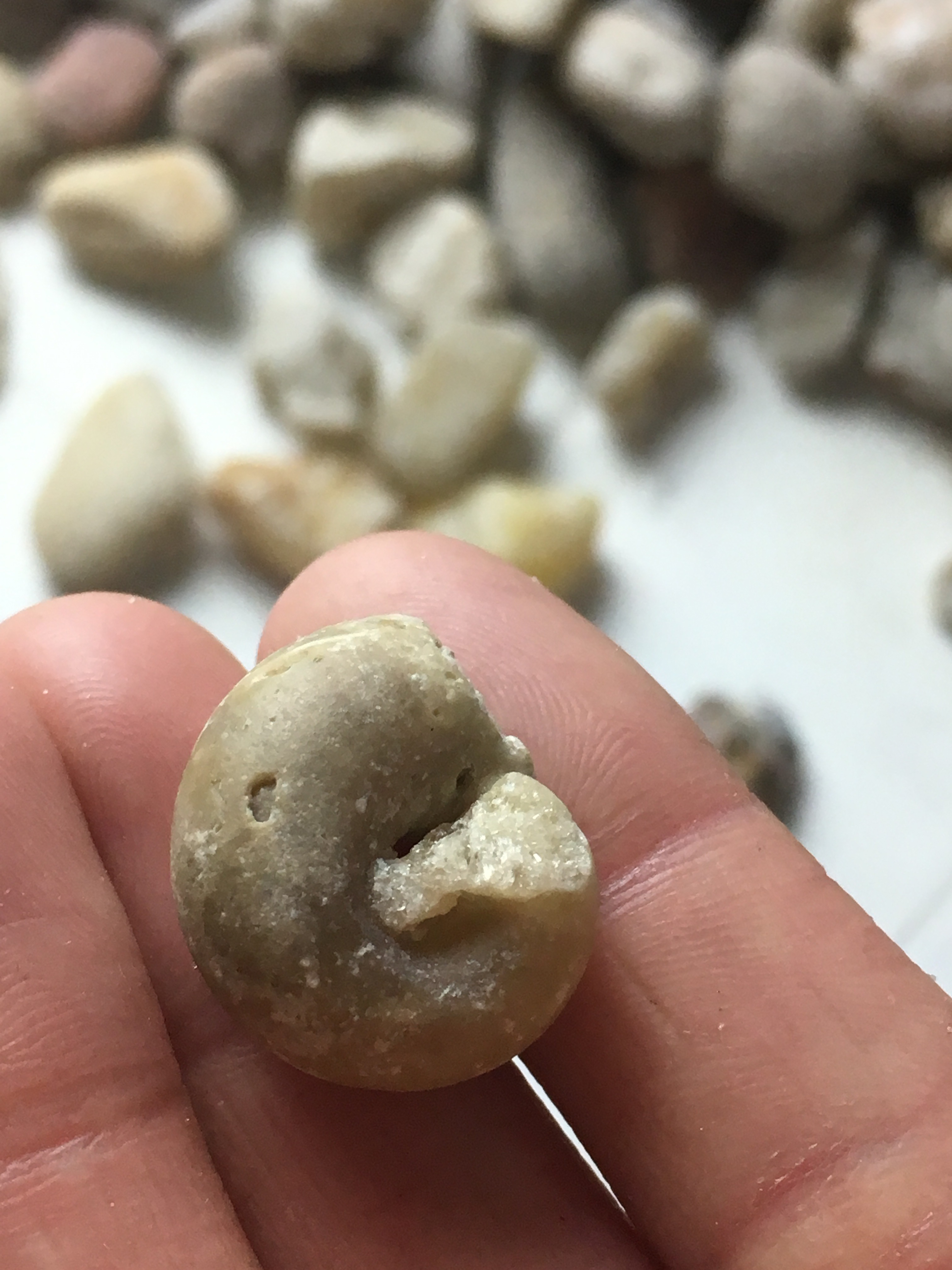 Question-Exposing crystallization? - Fossil Preparation - The Fossil Forum