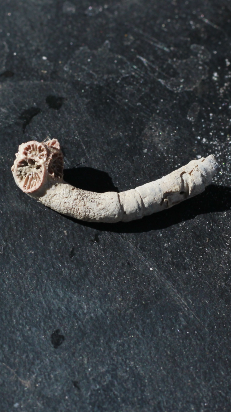 Unsure about this one - Fossil ID - The Fossil Forum