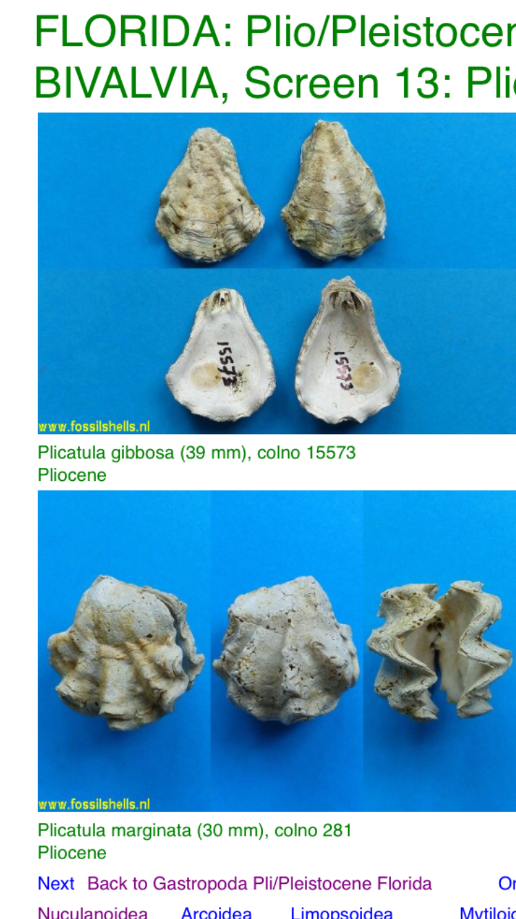 Intact Bivalve - Fossil ID - The Fossil Forum