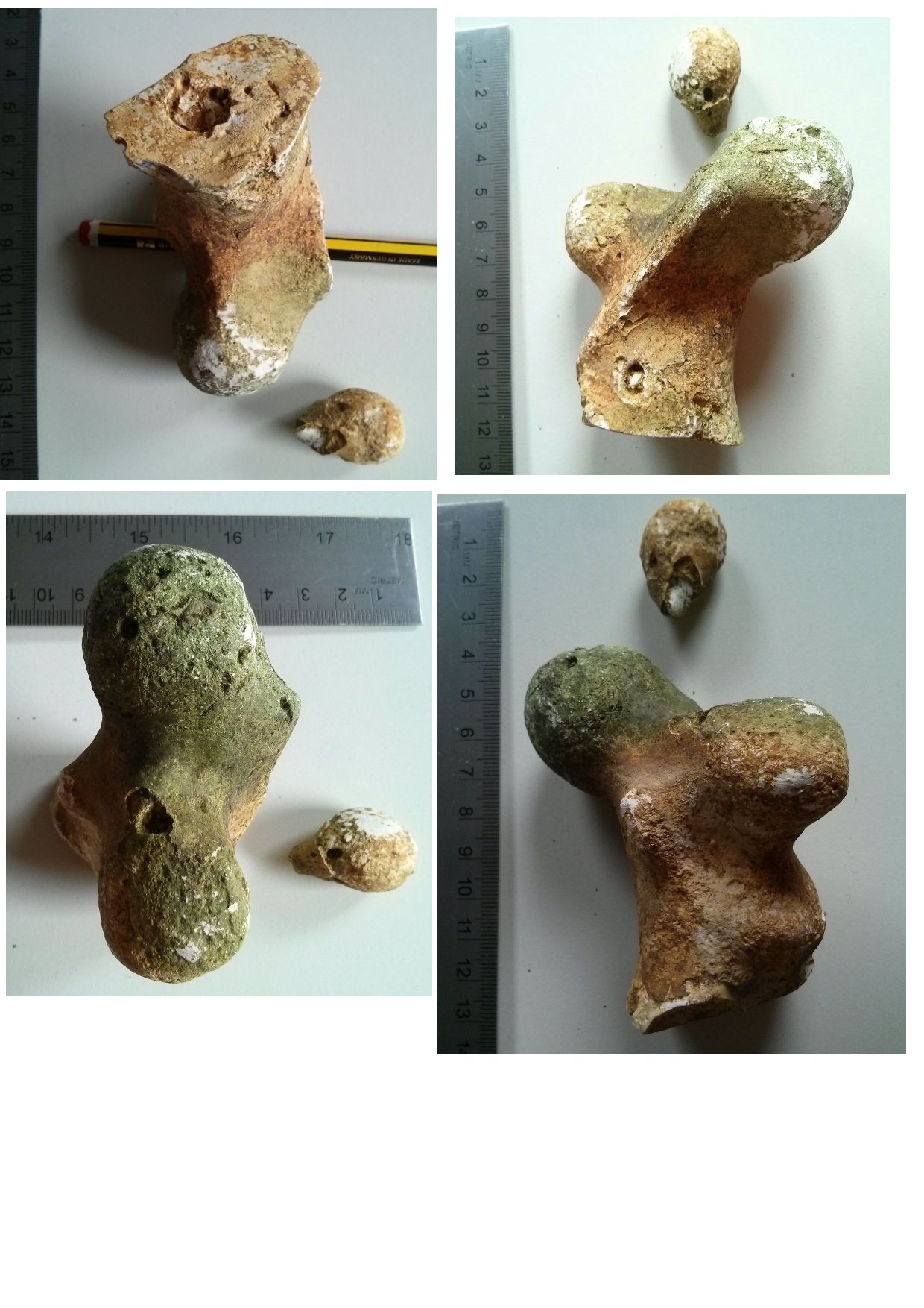 fossilised femur ID help - Fossil ID - The Fossil Forum