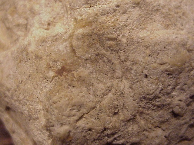Interesting Fossil Rock - Fossil ID - The Fossil Forum