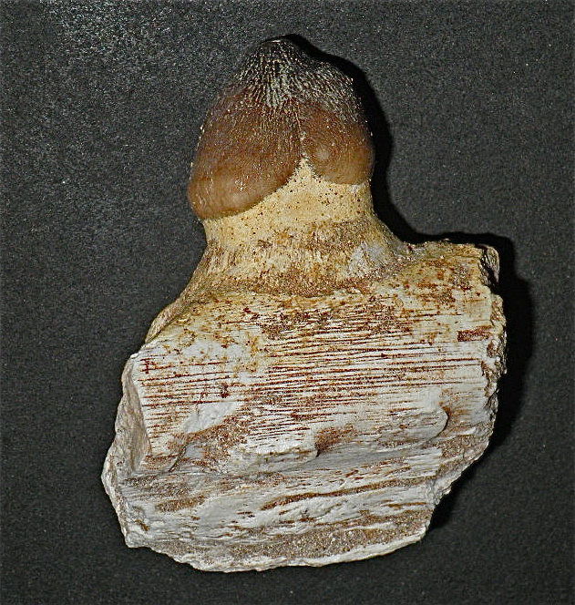 Newbie Showing Off Collection - Member Collections - The Fossil Forum