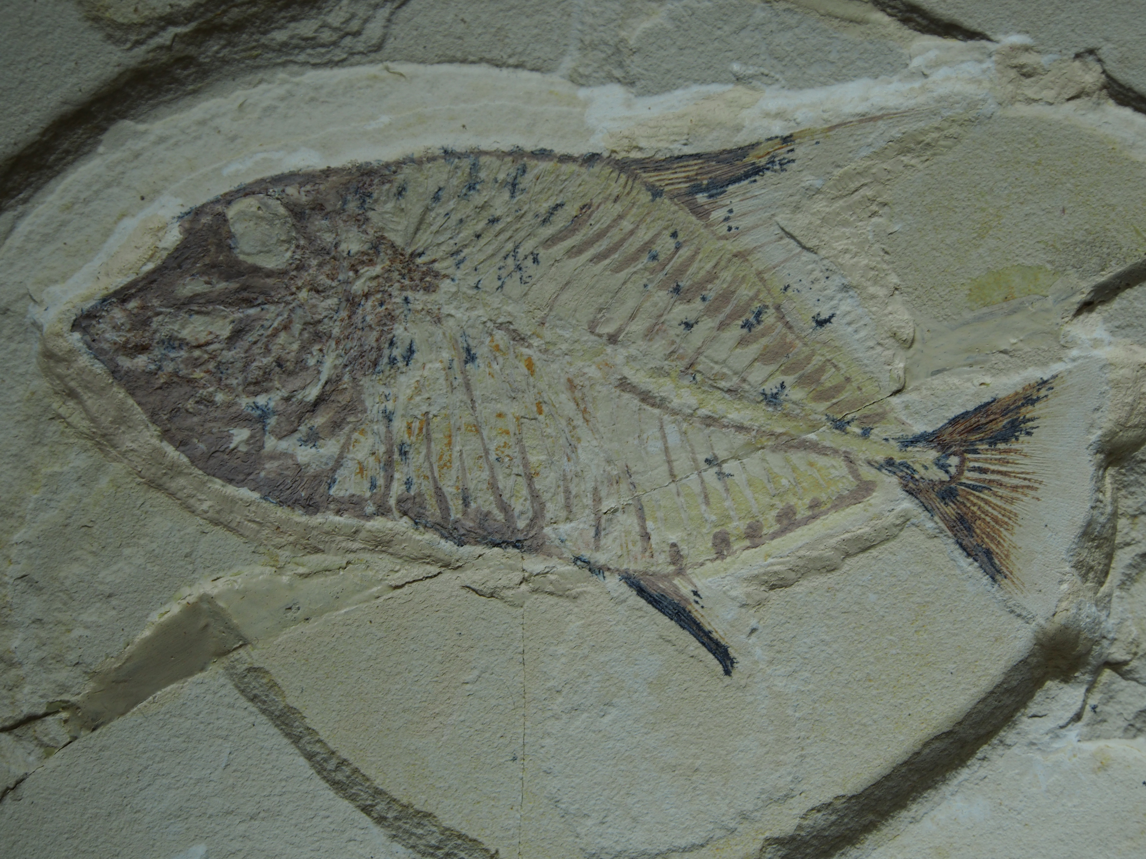 Agoultpycnodus aldrovandii Taverne & Capasso 2023 - Fishes - The Fossil ...