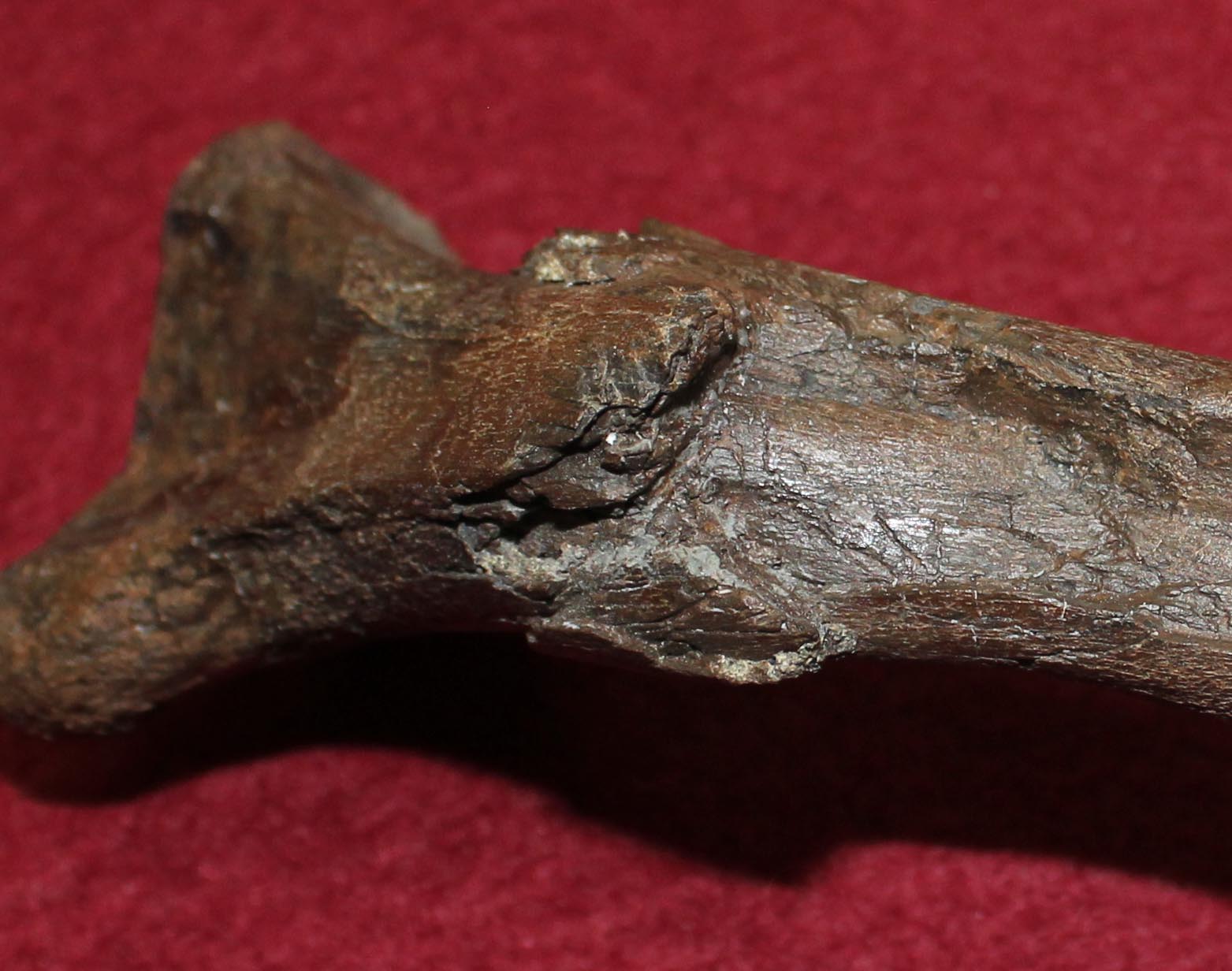 My Jurassic Park - Injured, Predation or Diseased Dinosaur Bones ...