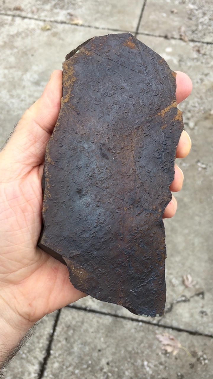 What do we know about Intrites punctatus? - General Fossil Discussion ...