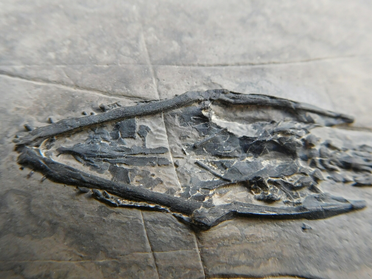 Keichousaurus Collection - Member Collections - The Fossil Forum