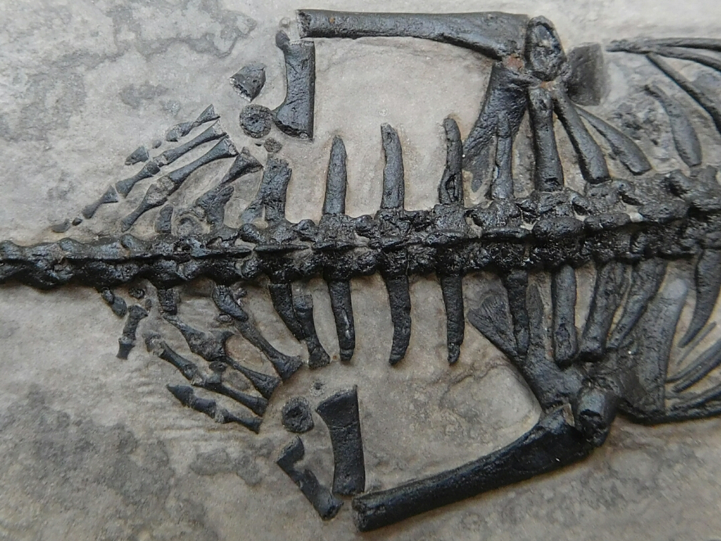 Keichousaurus Collection - Member Collections - The Fossil Forum
