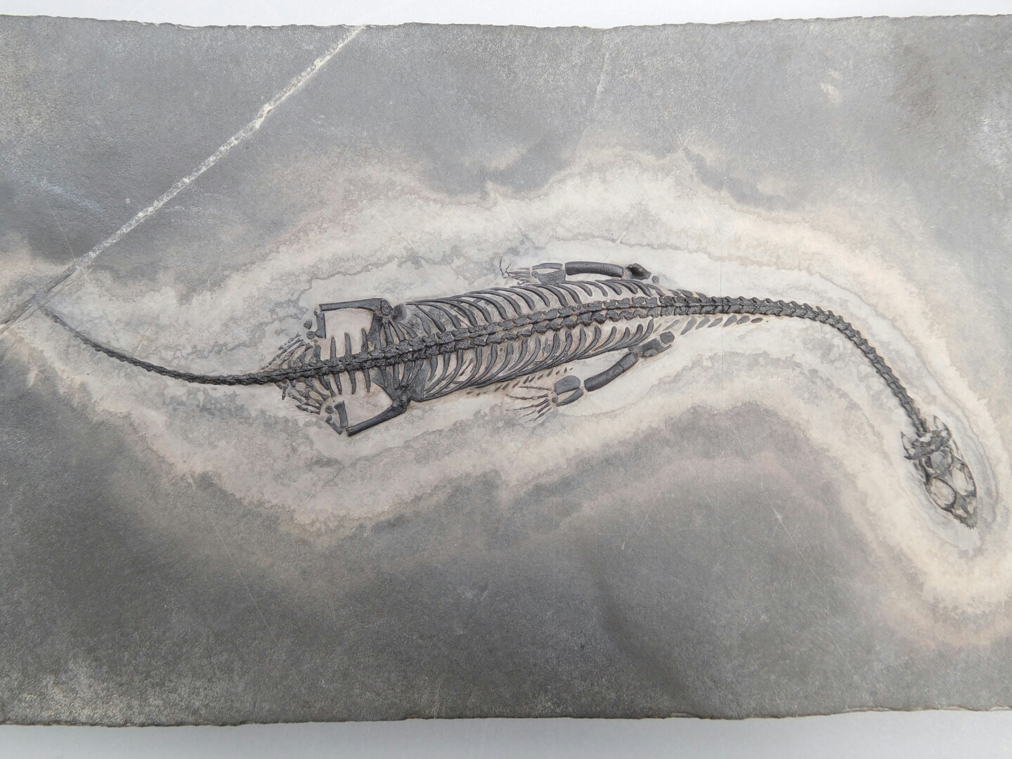 Keichousaurus Collection - Member Collections - The Fossil Forum