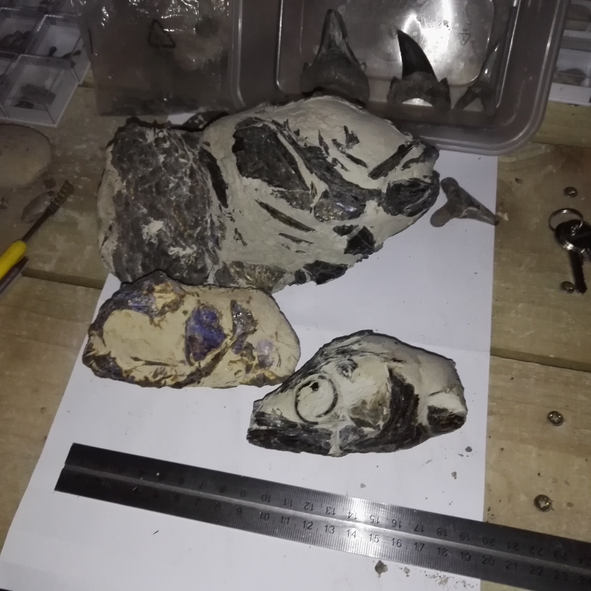 Sheppey fish skull collection - Member Collections - The Fossil Forum