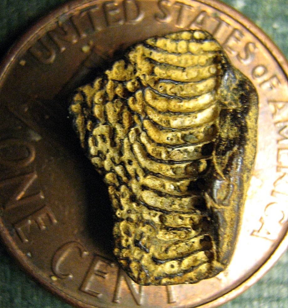 Ratfish Jaw Piece from Monmouth Co., NJ. - Member Collections - The ...