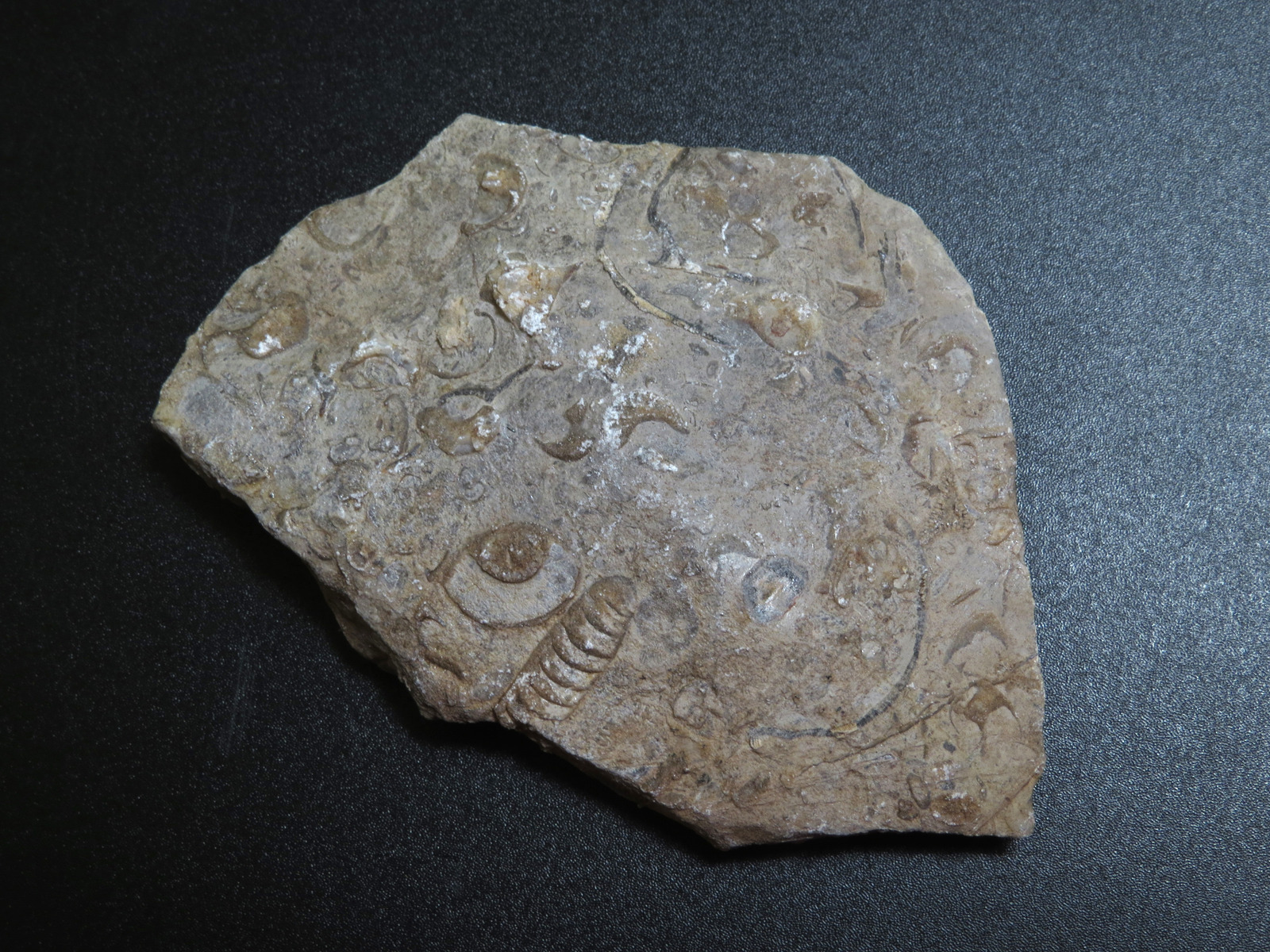 Ordovician Fossils from Tennessee - The Fossil Forum
