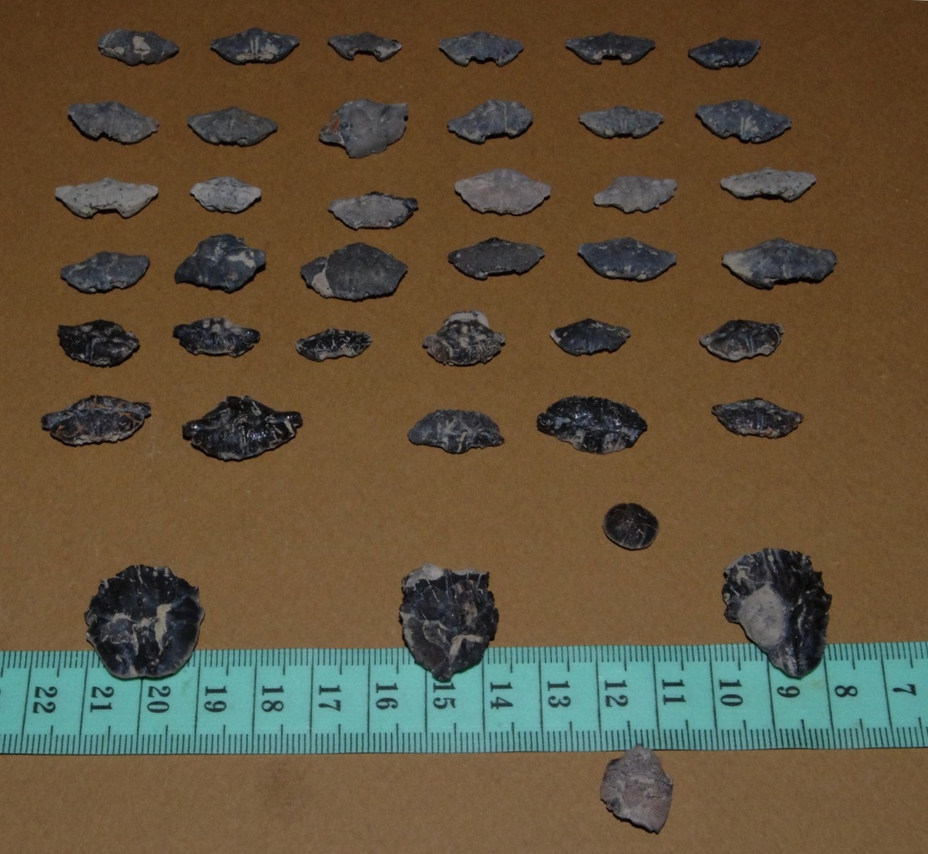 Crab invaders.JPG - Member Collections - The Fossil Forum