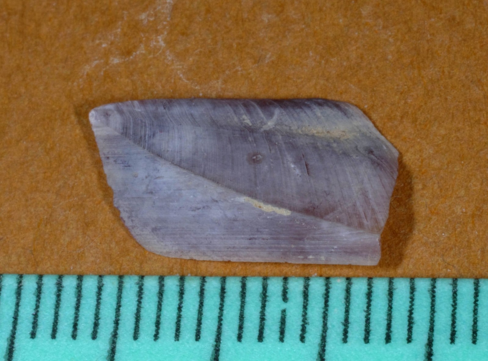 Cretiscalpellum unguis - 1.JPG - Member Collections - The Fossil Forum