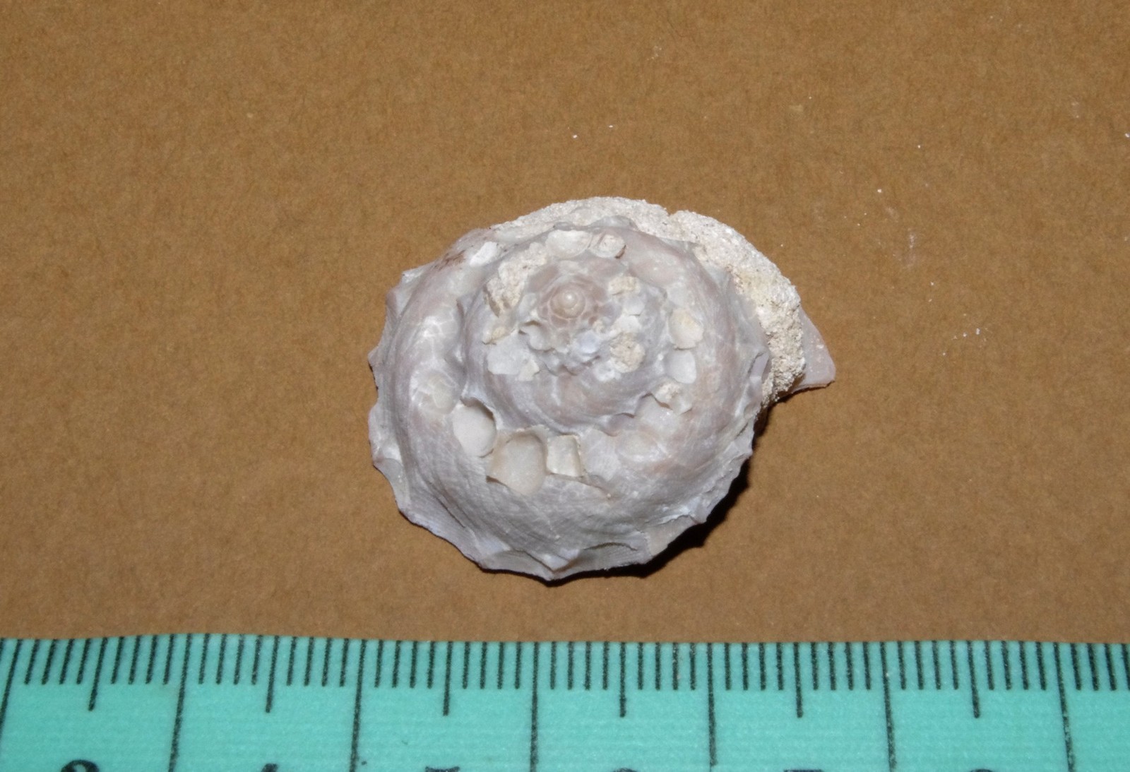 Xenophora schroeteri.JPG - Member Collections - The Fossil Forum