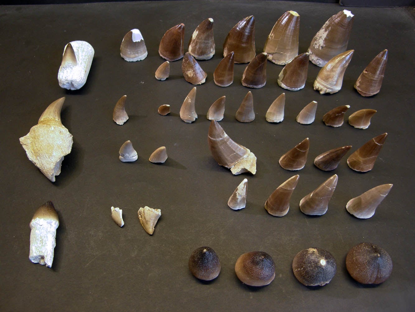 Wear Patterns on Mosasaur Teeth - General Fossil Discussion - The ...