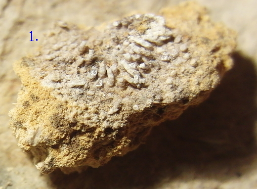 What are these tiny fossils? - Fossil ID - The Fossil Forum