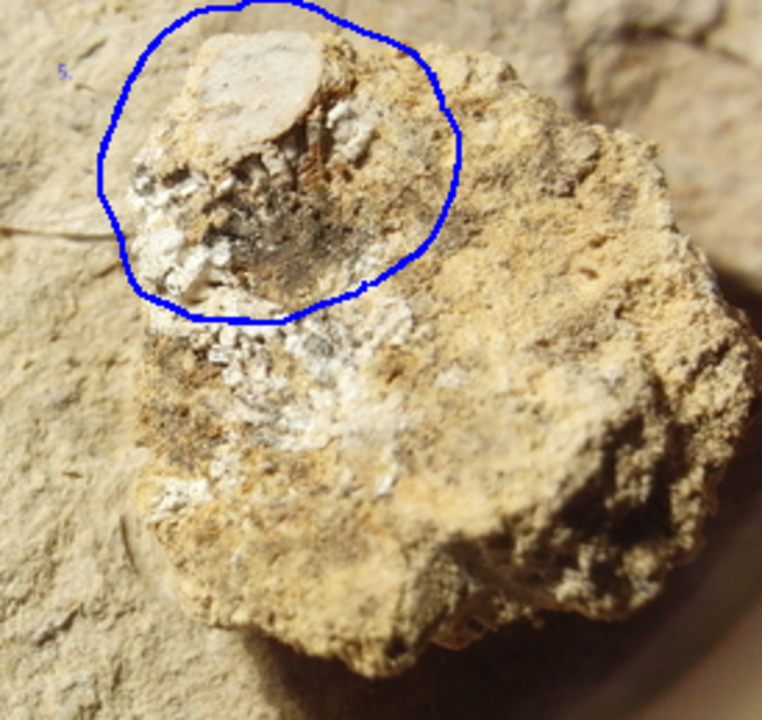 What are these tiny fossils? - Fossil ID - The Fossil Forum