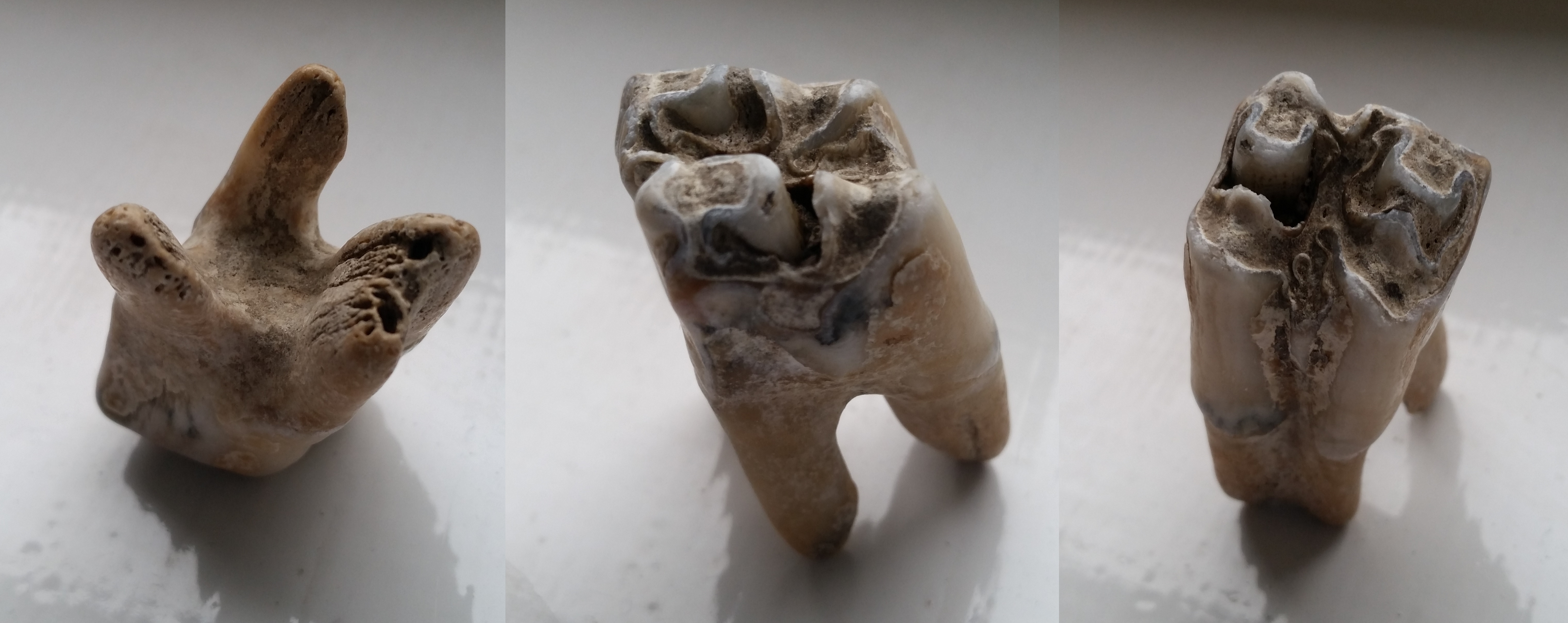 Molar Tooth Washed Ashore - Fossil ID - The Fossil Forum