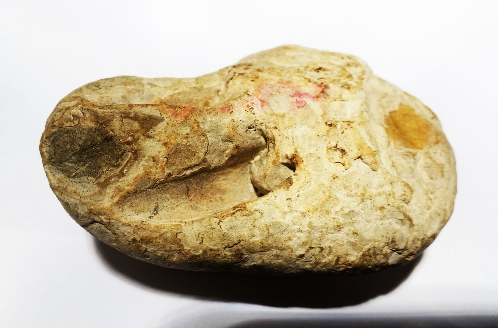Petrified wood? Fossil? Man made? - Fossil ID - The Fossil Forum