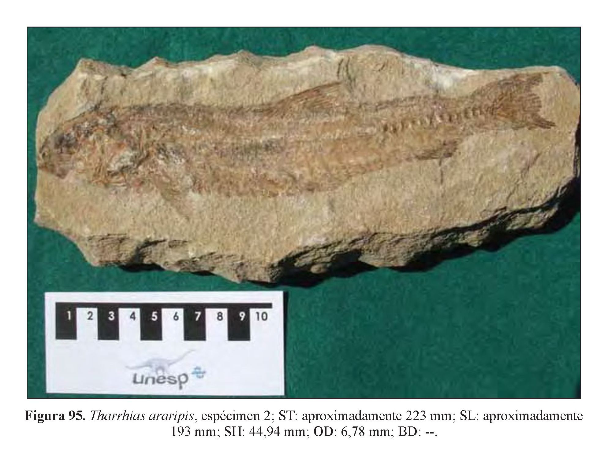 Brazilian Fish - Fossil ID - The Fossil Forum