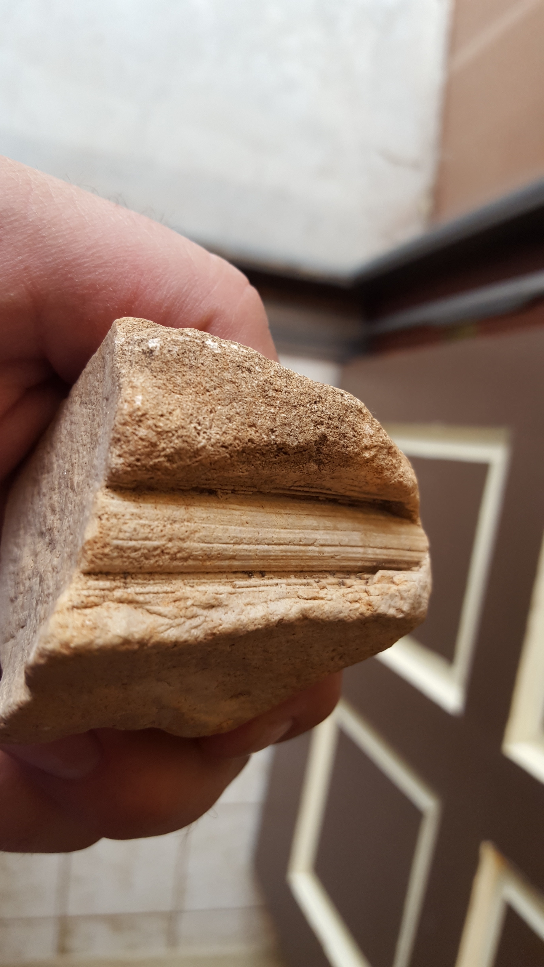 Past Find - Fossil ID - The Fossil Forum