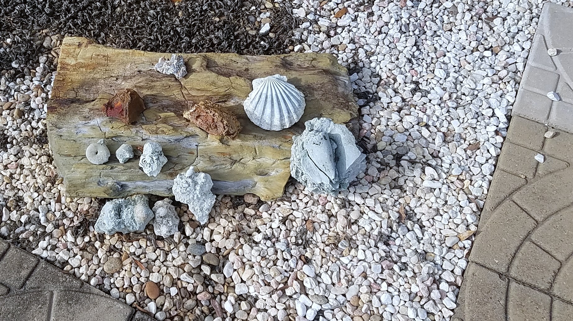 Fossil Garden - Member Collections - The Fossil Forum