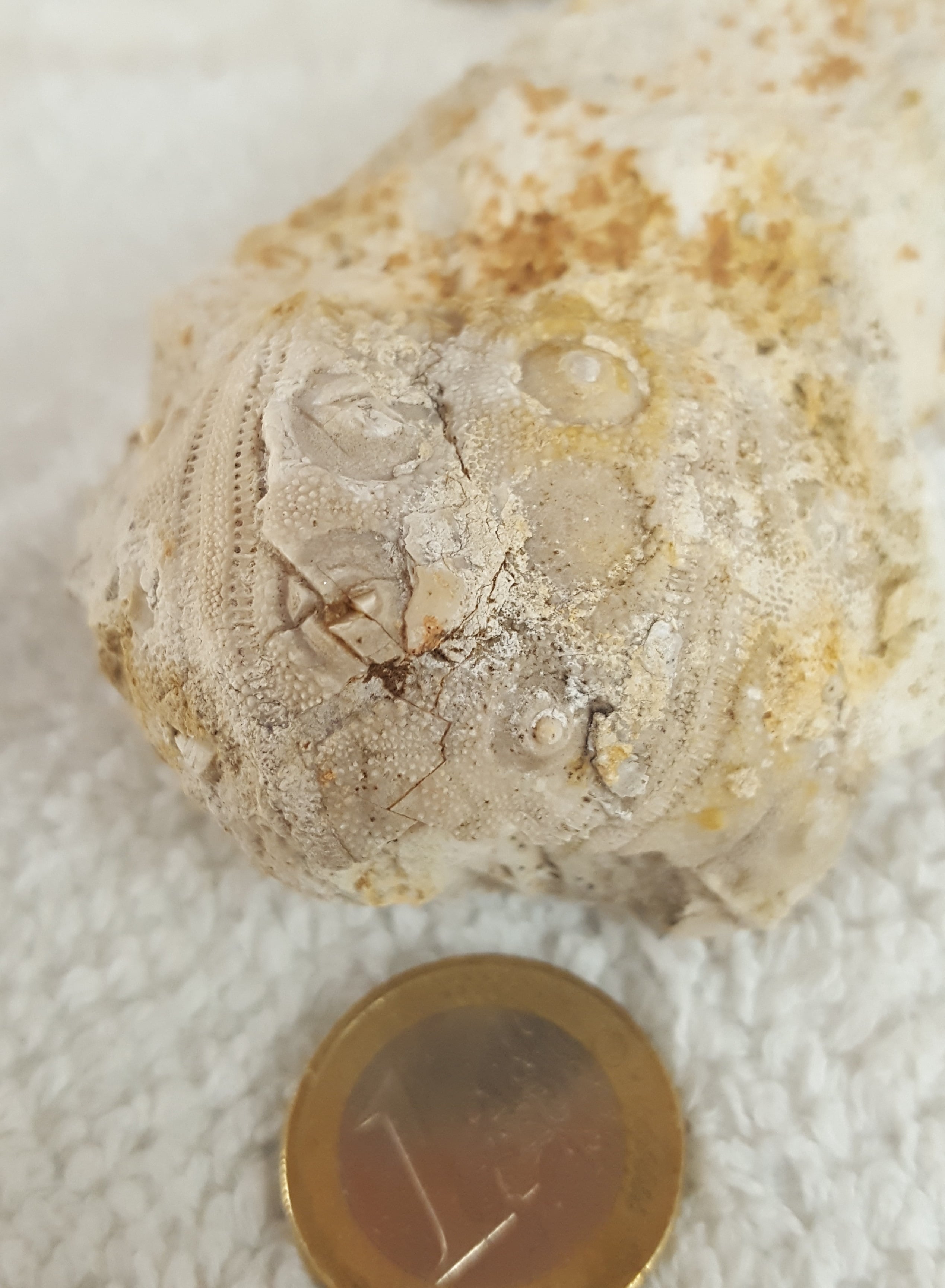 December finds-Vertebrates and invertebrates - Fossil ID - The Fossil Forum
